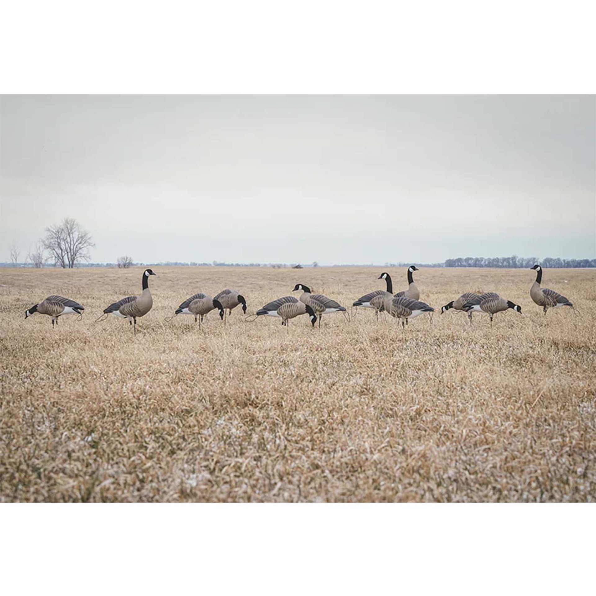 GHG Decoy Systems | Rogers Sporting Goods