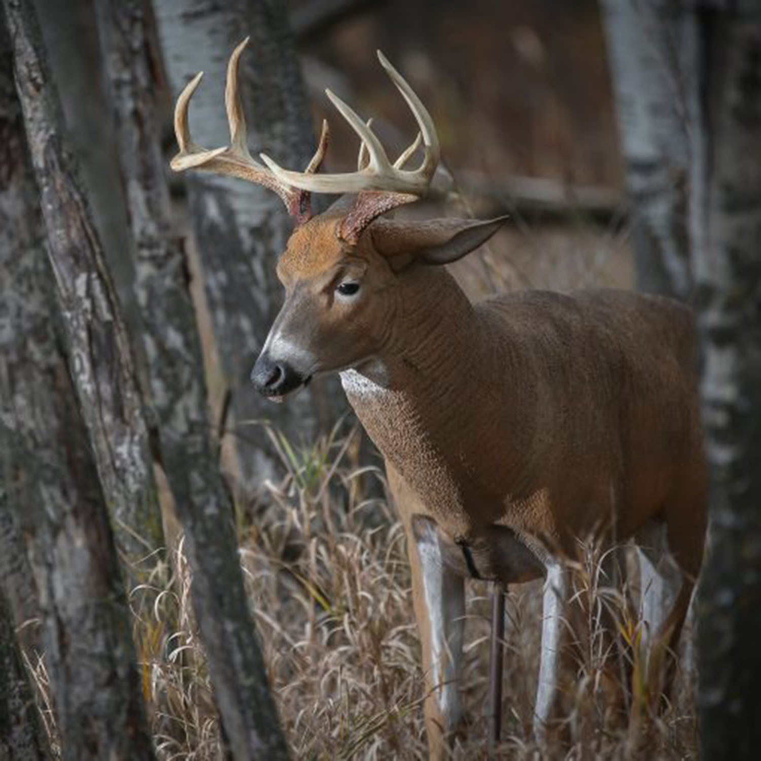 Dave Smith Decoys Posturing Buck Whitetail Deer Decoy | Rogers Sporting ...