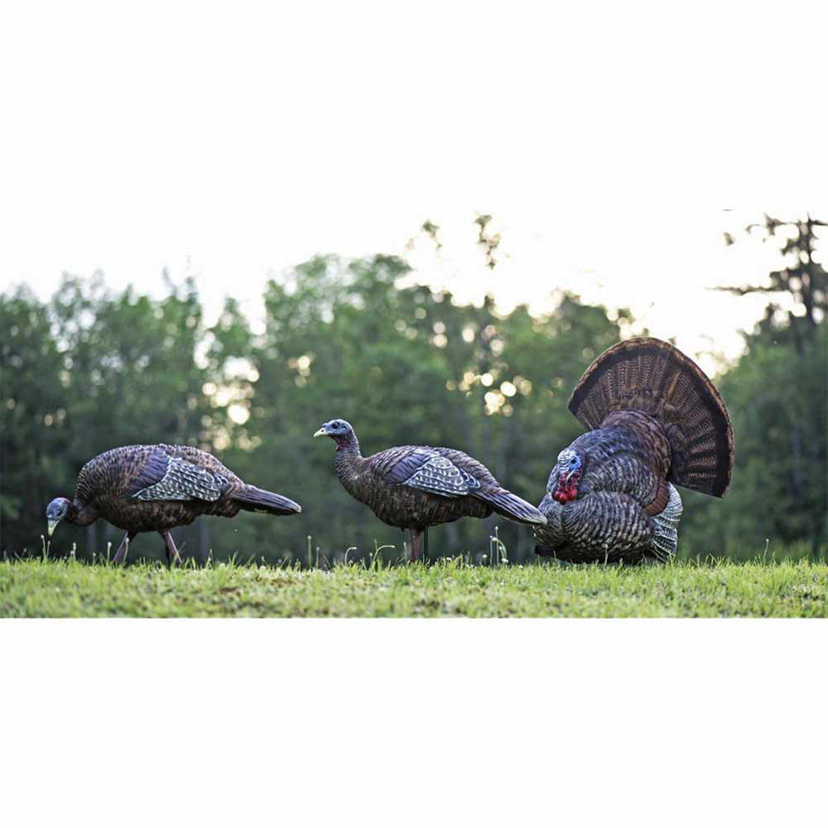 Avian-X Lifelike Collapsible Strutter Turkey Decoy | Rogers Sporting Goods