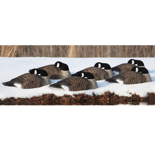 Big Foot B2 Canada Goose Sleeper Shells - 6 Pack | Rogers Sporting Goods