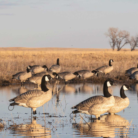 GHG XD Series Full-Body Honkers | Active 4 Pack | Rogers Sporting Goods