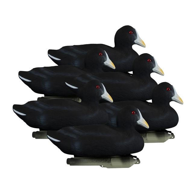 Mojo Outdoors Mojo Coot Confidence Duck Decoys | 6 Pack | Rogers ...
