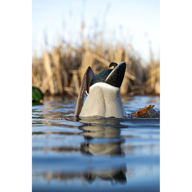 Avian-X Power Kicker Floating Duck Decoys | Rogers Sporting Goods