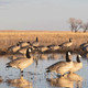 GHG XD Series Full-Body Honkers | Active 4 Pack | Rogers Sporting Goods