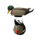 Mojo Rippler Duck and Butt Up Duck Decoy Combo | Rogers Sporting Goods