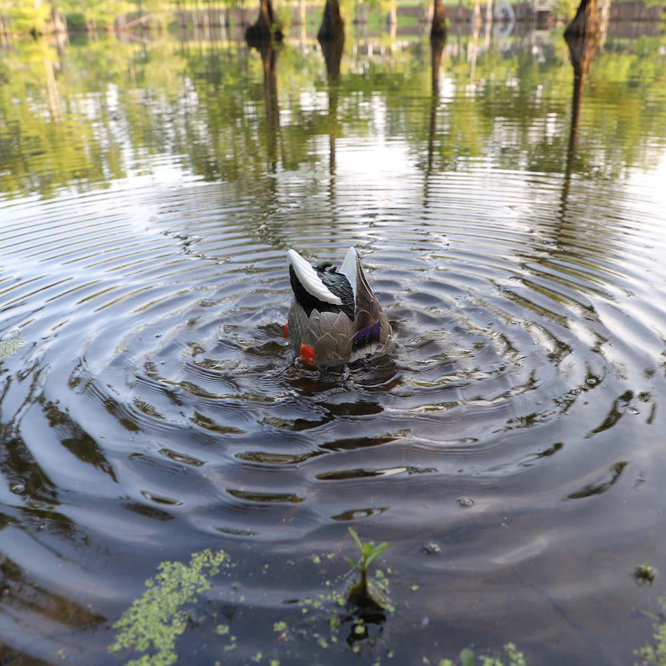 Mojo Rippler Duck and Butt Up Duck Decoy Combo | Rogers Sporting Goods