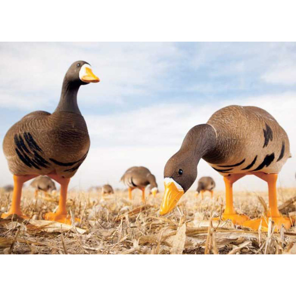 BigFoot Whitefront Specklebelly Goose Decoys, 6 Pack | Rogers Sporting ...