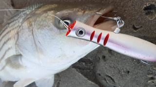 Best Lures for Springtime Striped Bass Surf Fishing - TackleDirect