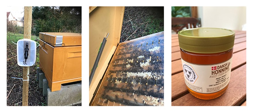 Monitoring Bee Health with EasyLog USB Temperature Loggers - LabDirect ...