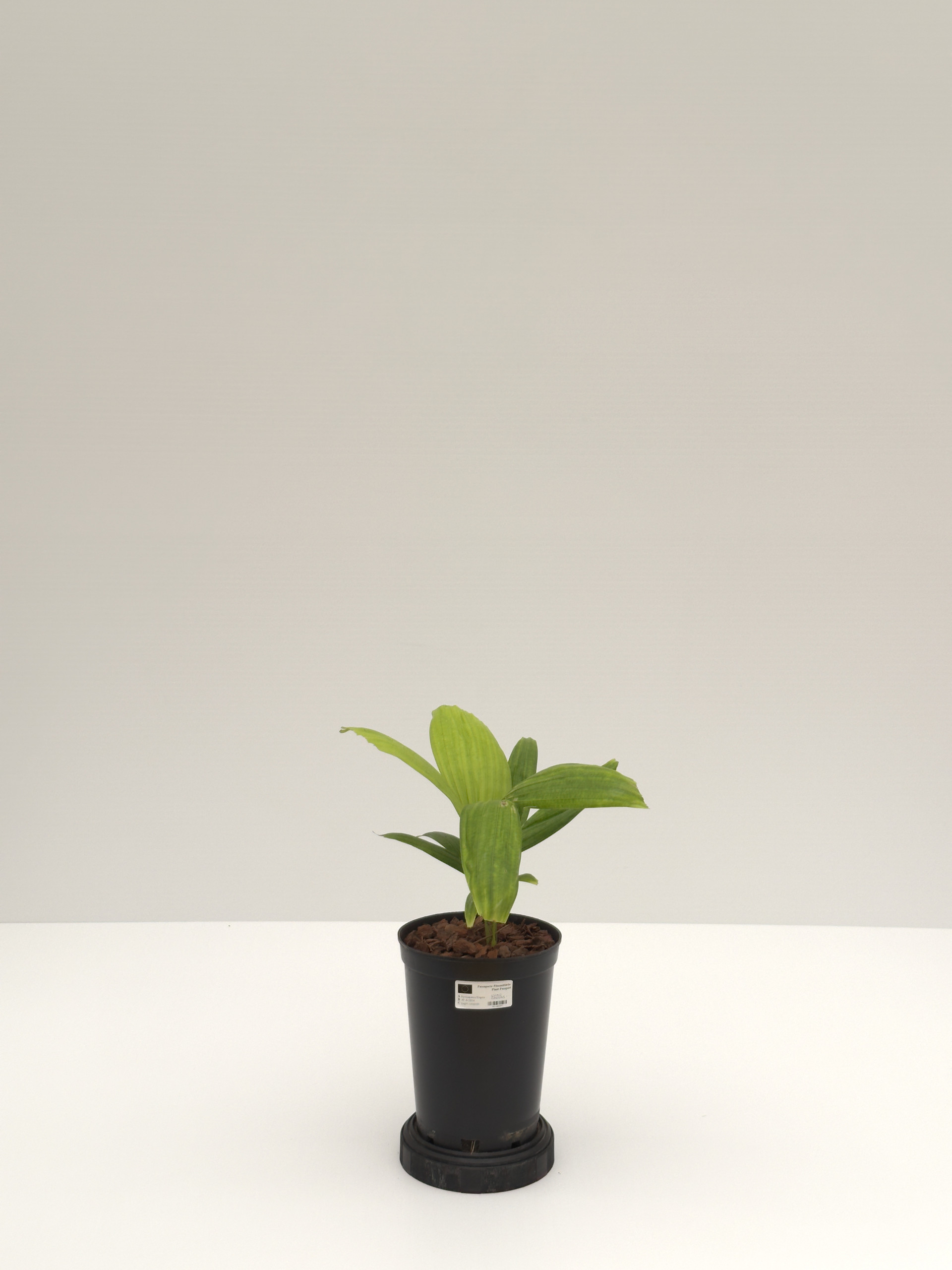 Ptychosperma elegans