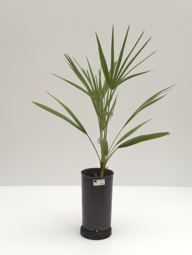 Chamaerops humilis sp.