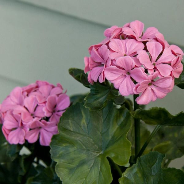 Outdoor Geranium Bundles for Window Boxes (Window Box Sold Separately)