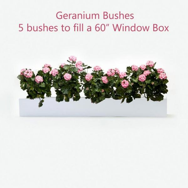 Outdoor Geranium Bundles for Window Boxes (Window Box Sold Separately)
