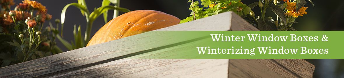 Winterizing Window Boxes