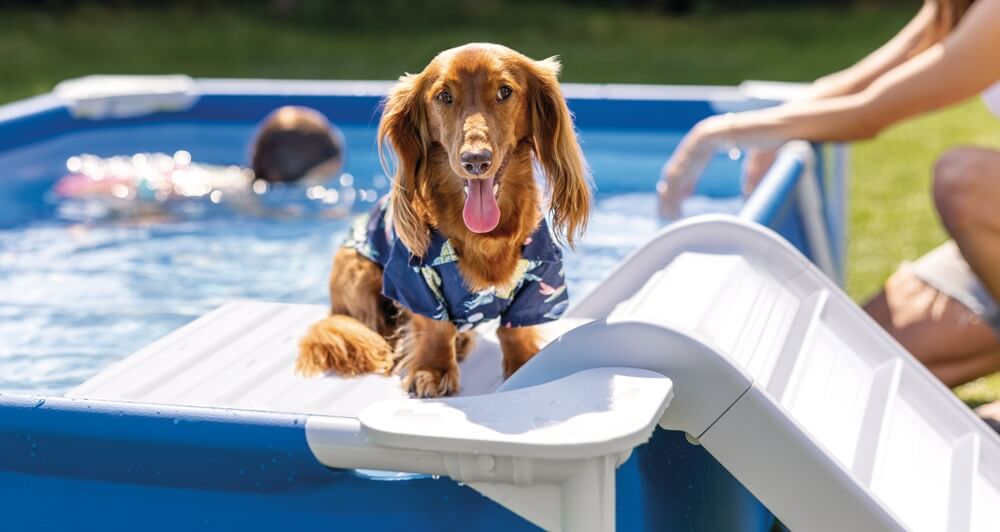 Products - Pets - Pet Pools - Intex Recreation Corp.