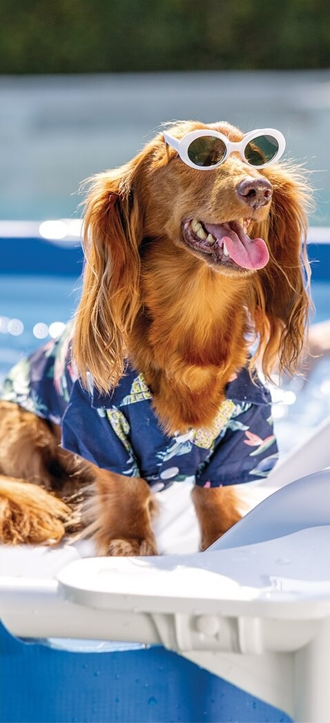 Products - Pets - Pet Pools - Intex Recreation Corp.