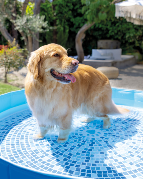 Portable Foldable Pet Swimming Pool - 60" x 12" [DxH]