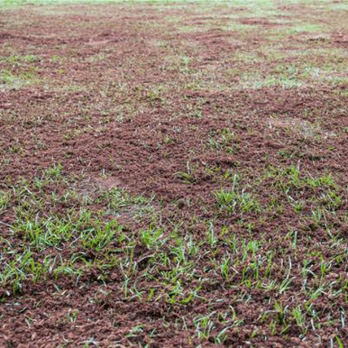 Turf Restoration SWMS | SafetyDocs PDF & Word Templates