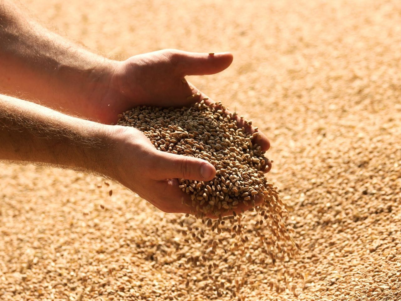 Everything You’ll Need To Establish On-Farm Grain Storage - Grain ...