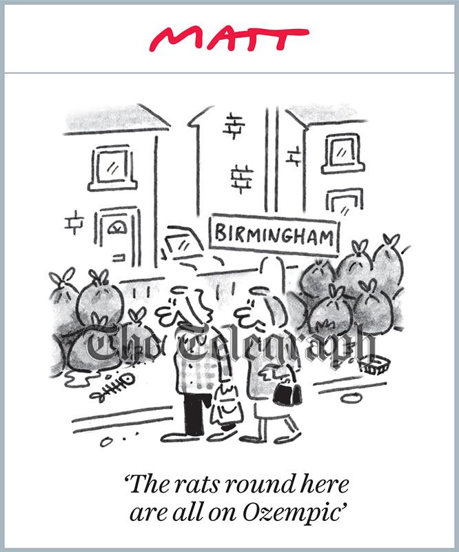 40209053-Matt Cartoon Birmingham The rats round here are all on Ozempic ...