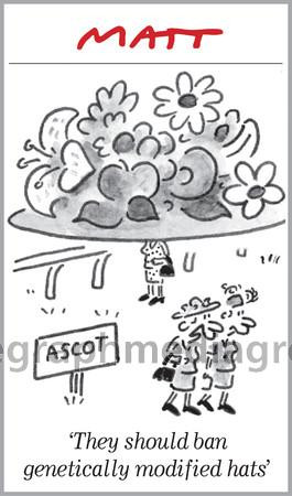 24821608-Matt Cartoon Ascot They should ban genetically modified hats ...