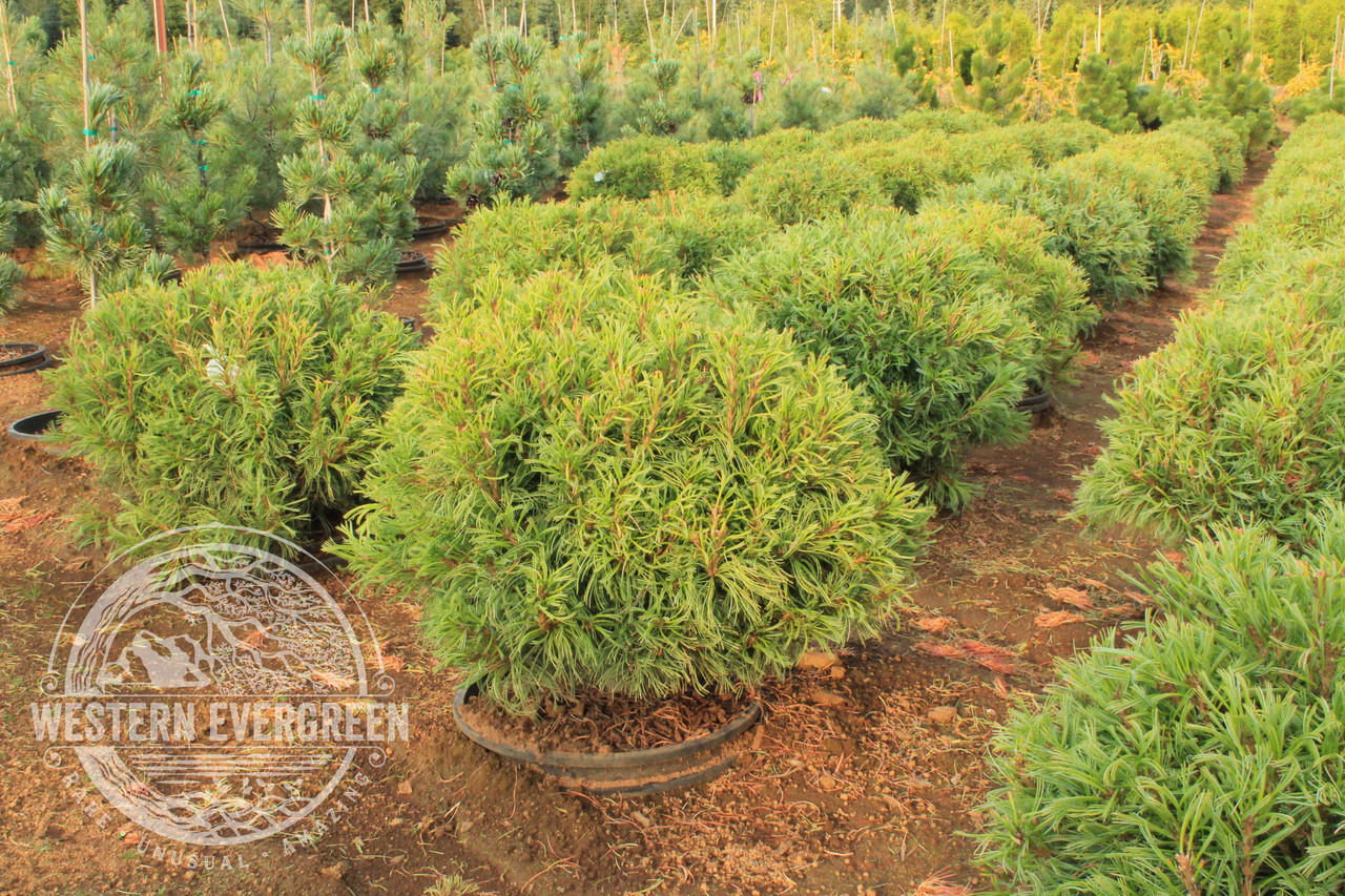 Pinus strobus 'Mini Twists' - Dwarf Eastern White Pine | Western Evergreen