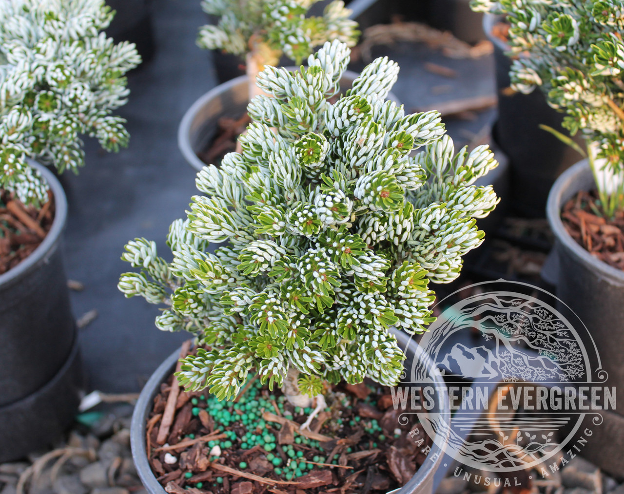 Abies koreana 'Kohout's Ice Breaker' - Korean Fir | Western Evergreen