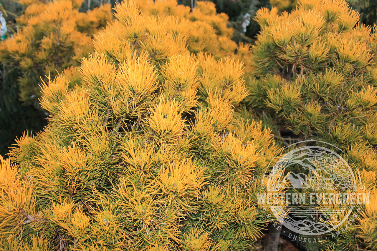 Pinus mugo 'Carsten's Wintergold' - Mugo Pine | Western Evergreen