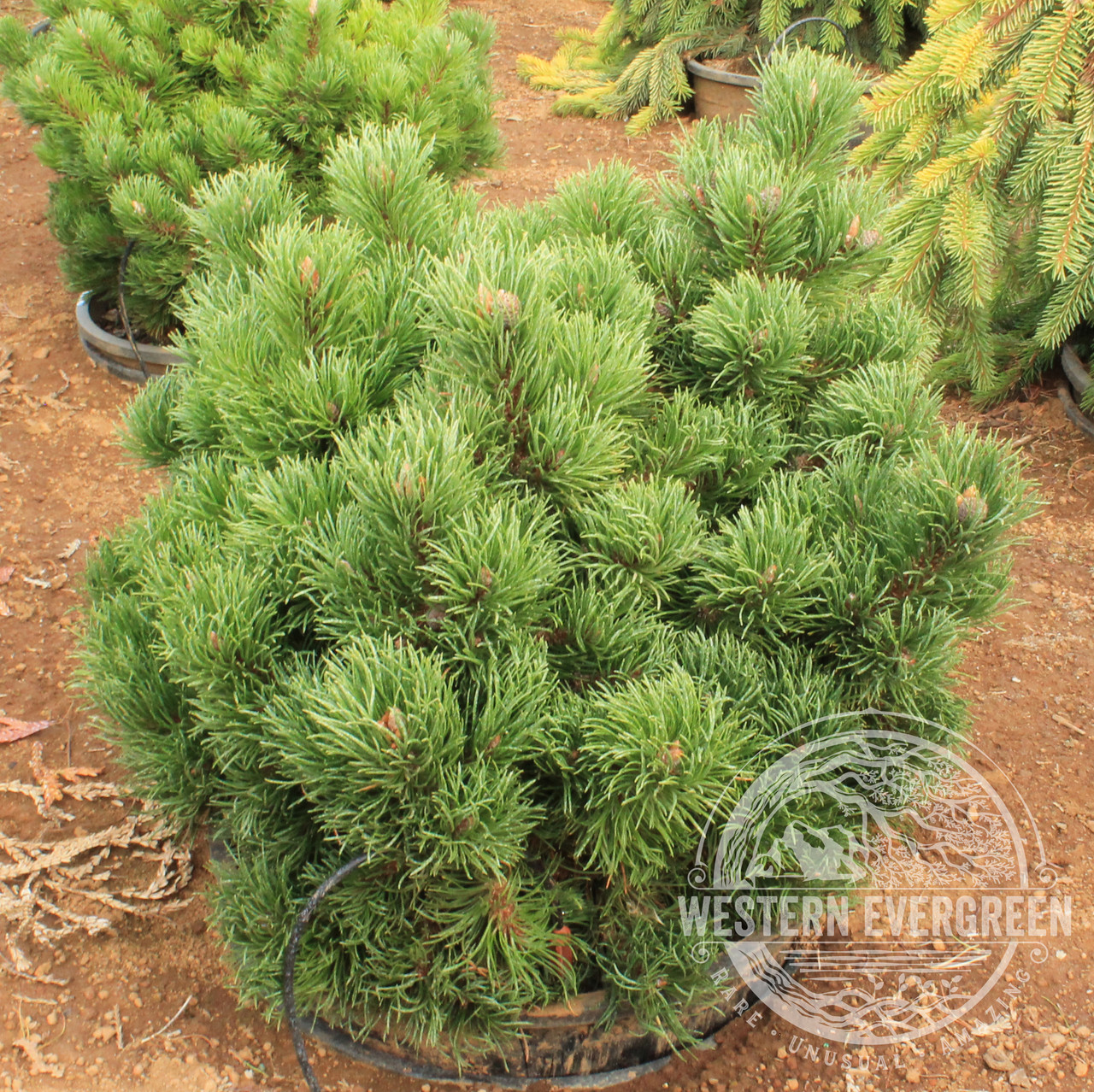 Pinus mugo 'Emerald Dwarf' - Miniature Mugo Pine | Western Evergreen