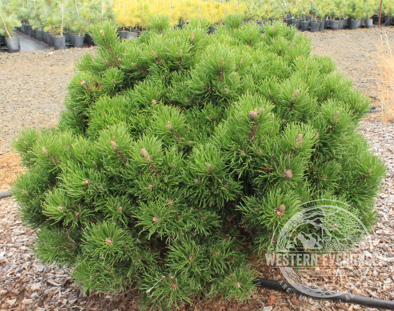 Pinus mugo 'Emerald Dwarf' - Miniature Mugo Pine | Western Evergreen