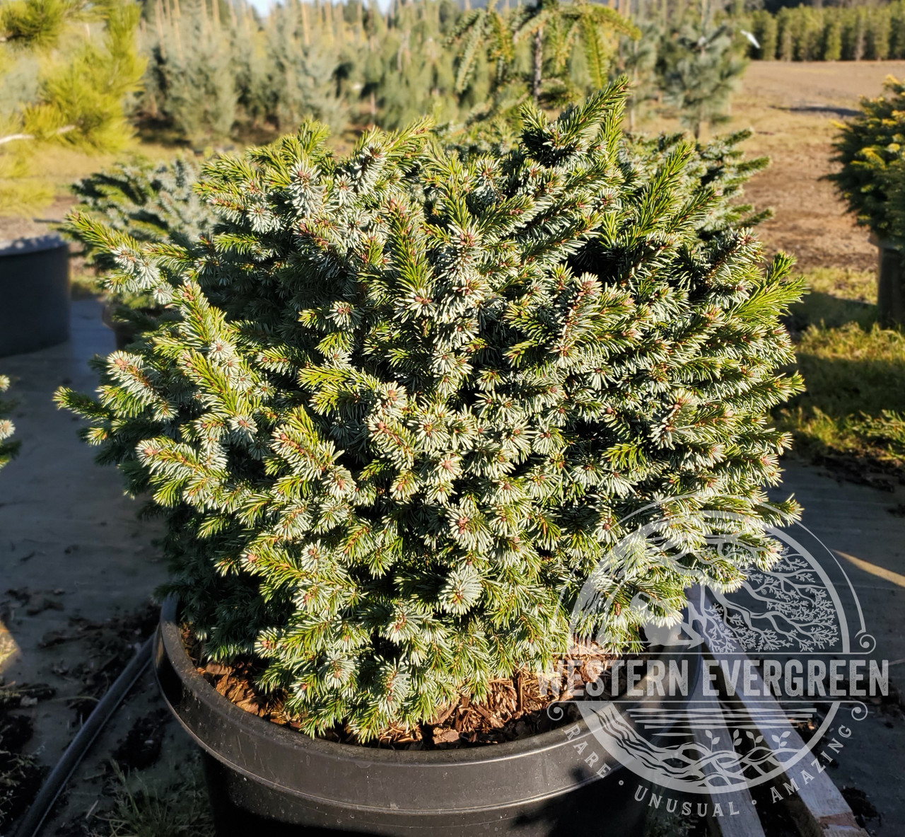 Picea omorika 'Pimoko' (Serbian Spruce) - Western Evergreen