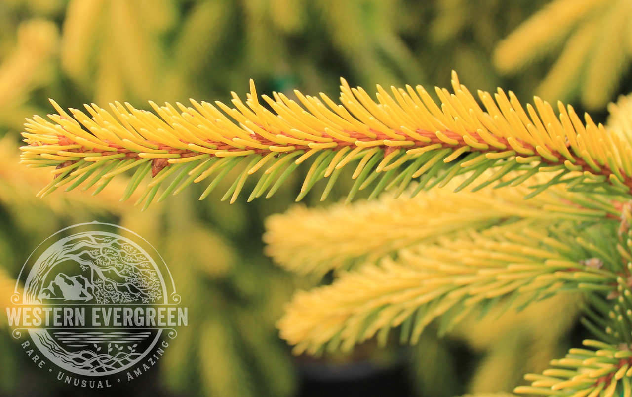 Picea abies 'Gold Drift' - Norway Spruce | Western Evergreen
