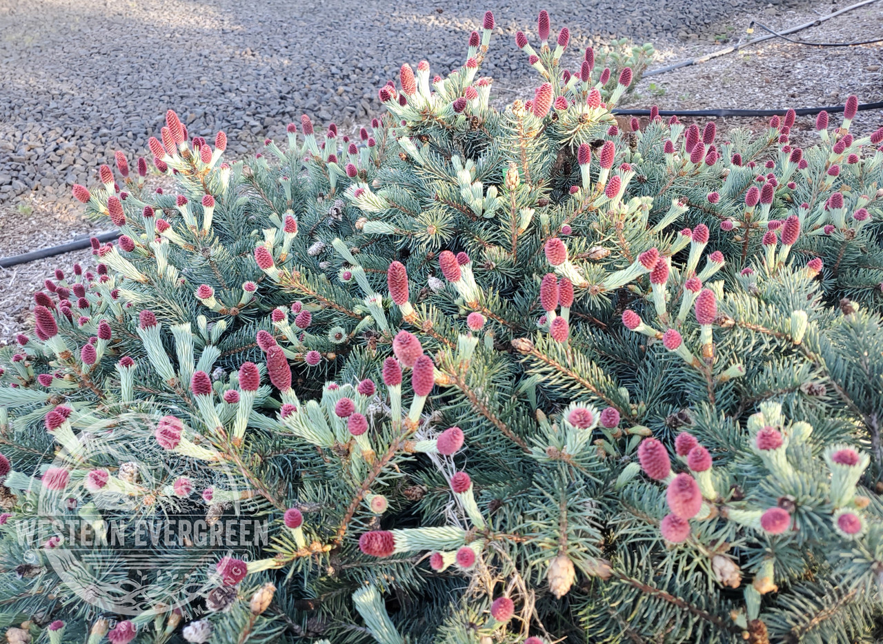 Picea pungens 'Ruby Tear Drops' - Colorado Spruce | Western Evergreen