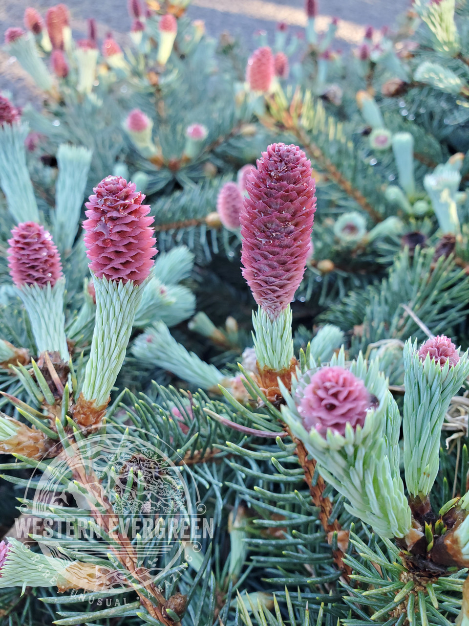 Picea pungens 'Ruby Tear Drops' - Colorado Spruce | Western Evergreen