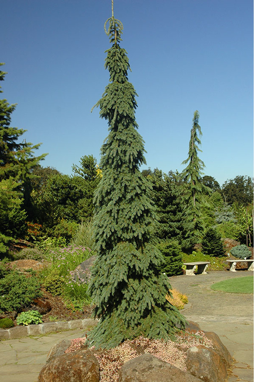 Picea glauca 'Pendula' - White Spruce | Western Evergreen