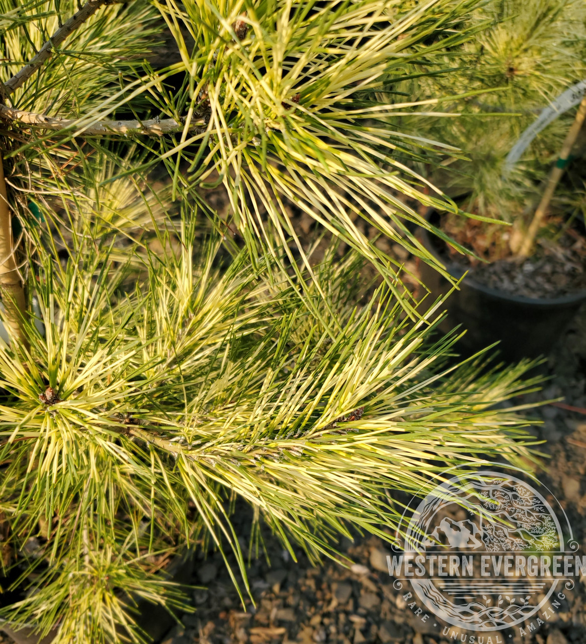 Pinus densiflora 'Golden Ghost' - Japanese Red Pine | Western Evergreen