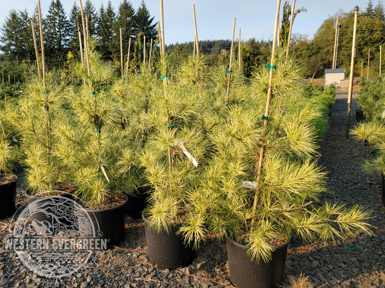 Pinus densiflora 'Golden Ghost' - Japanese Red Pine | Western Evergreen