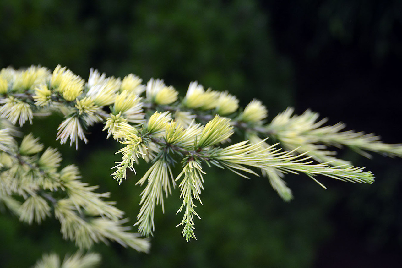Cedrus atlantica 'Sahara Ice' - Atlas Cedar | Western Evergreen