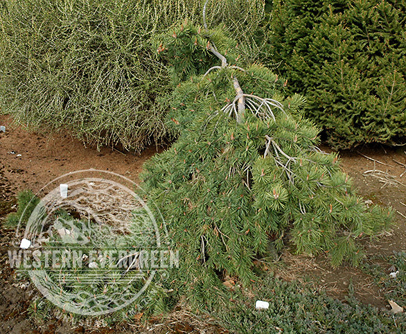 Pinus sylvestris 'Mitsch's Weeping'- Scotch Pine | Western Evergreen