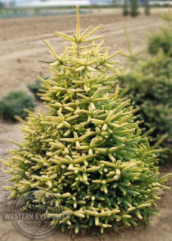 Abies pinsapo 'Aurea' - Spanish Fir | Western Evergreen