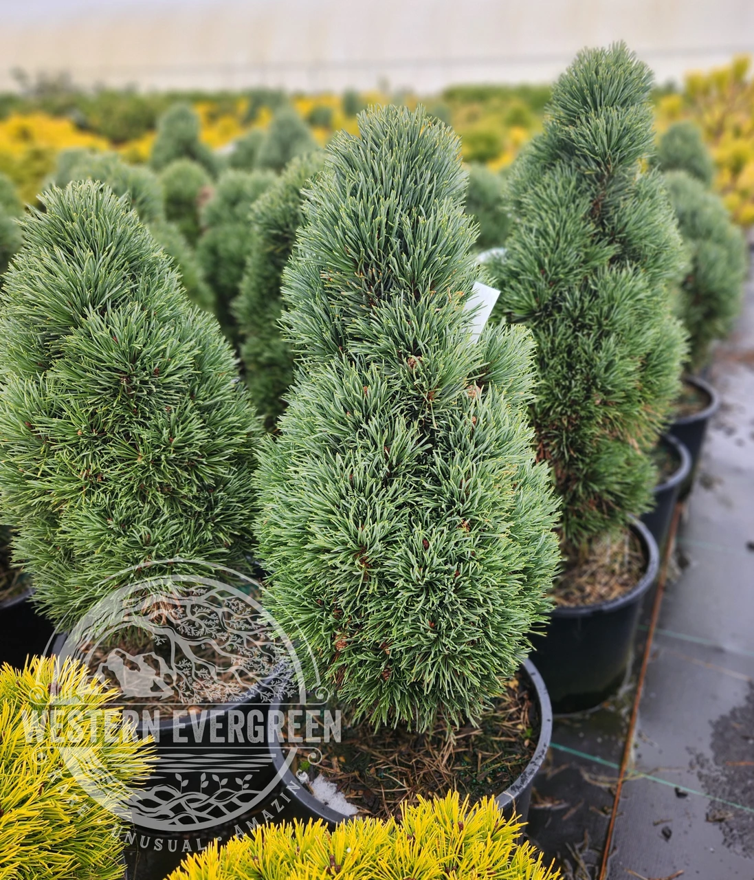 Pinus sylvestris 'Bailey's Upright' - Rare Scotch Pine | Western Evergreen