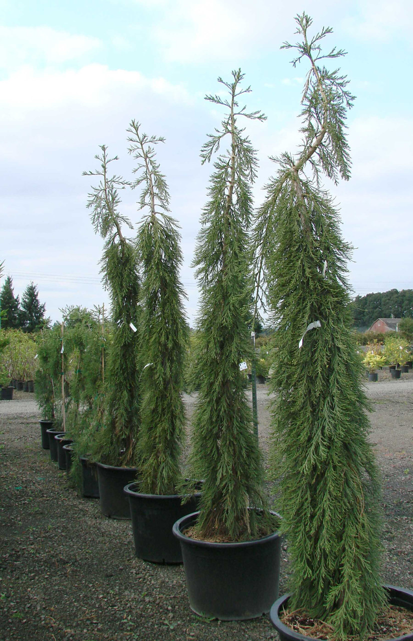 Sequoiadendron giganteum 'Pendulum' - Giant Sequoia | Western Evergreen