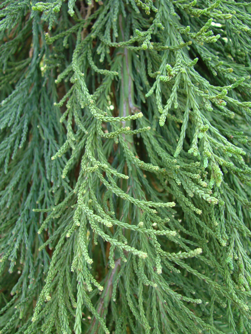 Sequoiadendron giganteum 'Pendulum' - Giant Sequoia | Western Evergreen