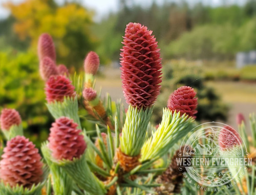 Picea pungens 'Ruby Tear Drops' - Colorado Spruce | Western Evergreen