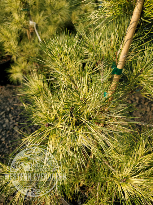 Pinus densiflora 'Golden Ghost' - Japanese Red Pine | Western Evergreen