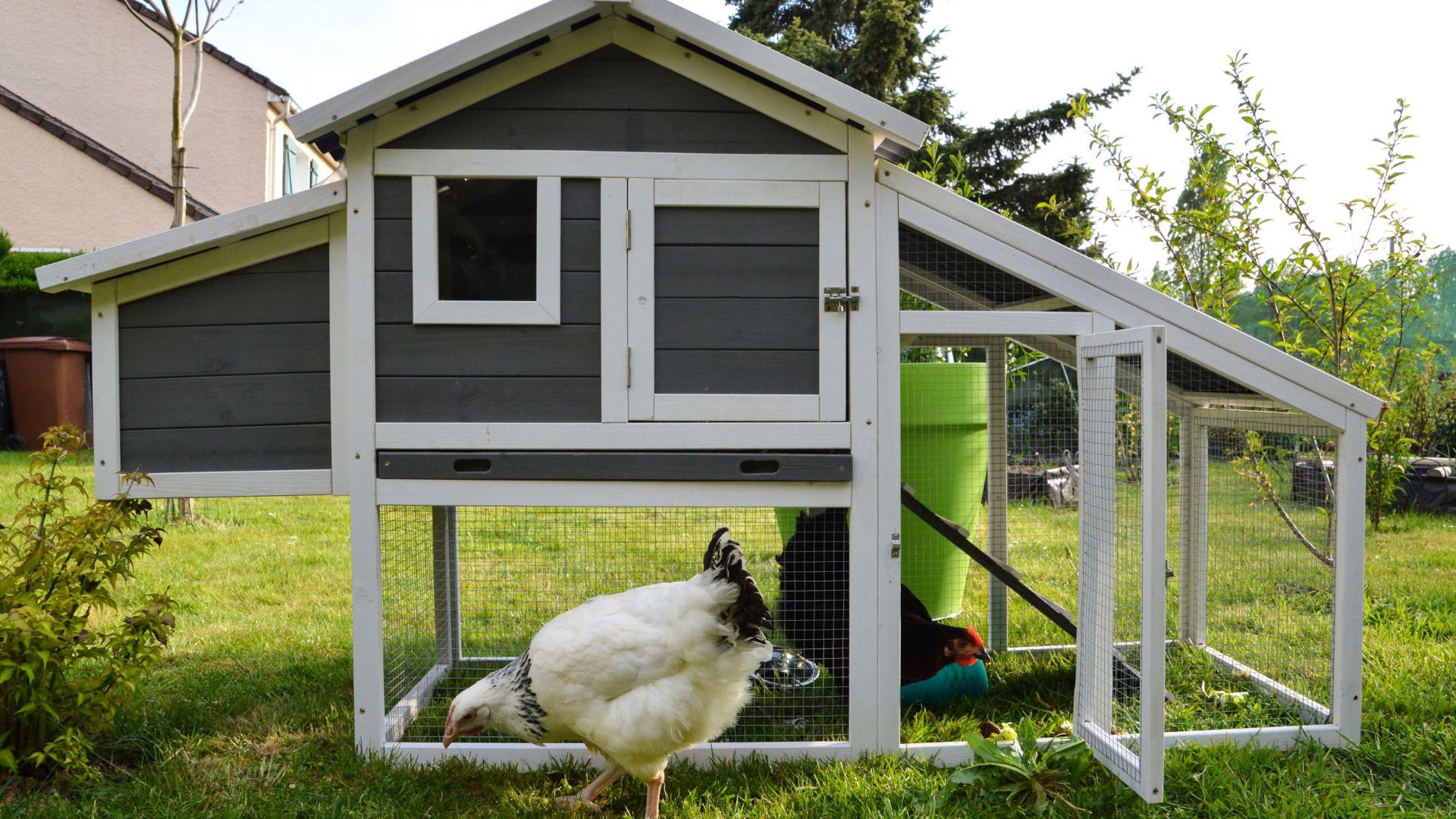How to Make Shade for the Chicken Coop - Dine-A-Chook