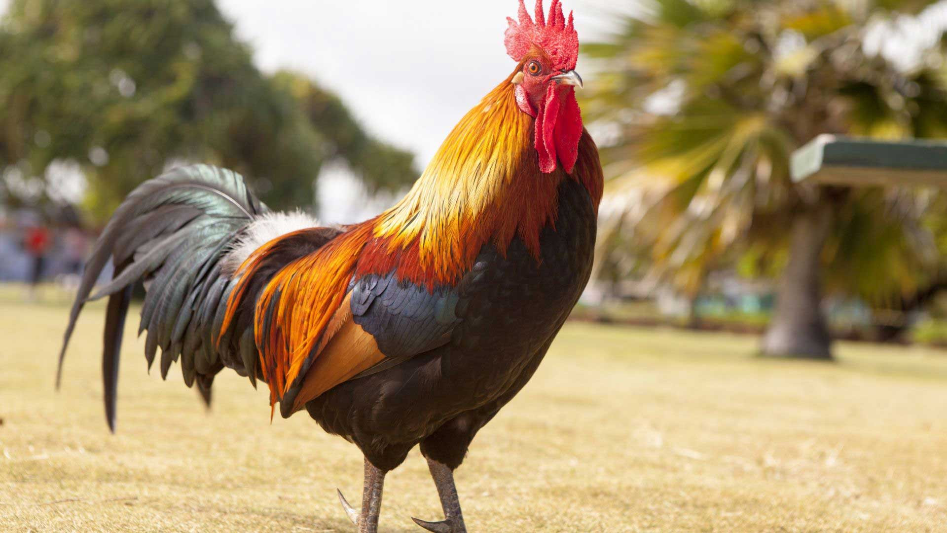 Benefits of a Rooster in the flock - Dine-A-Chook