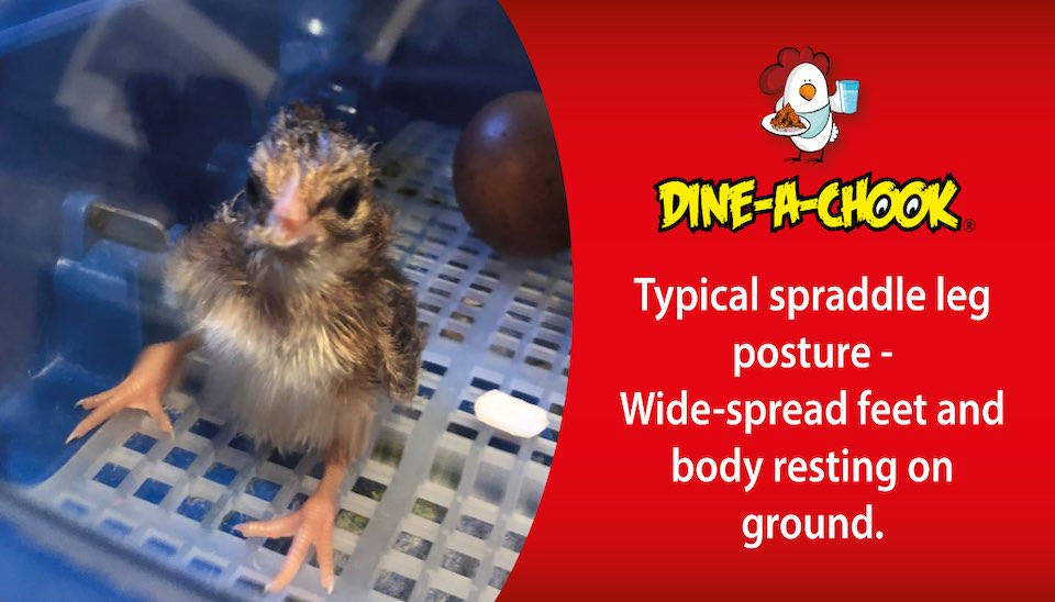 How to treat spraddle leg - Dine a Chook