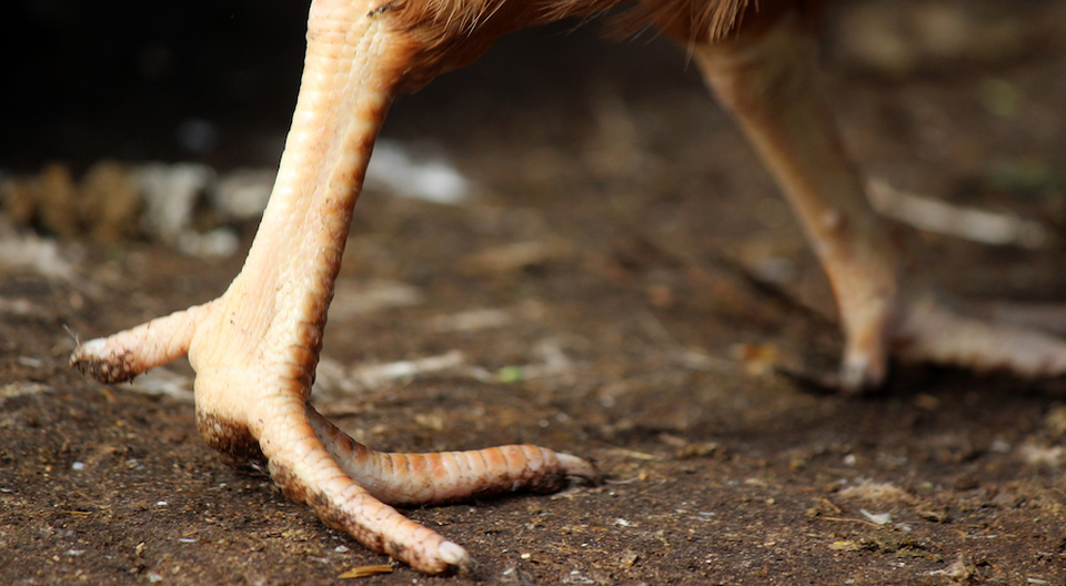 Bumblefoot - Symptoms, Causes, Prevention and Treatment for Chickens ...