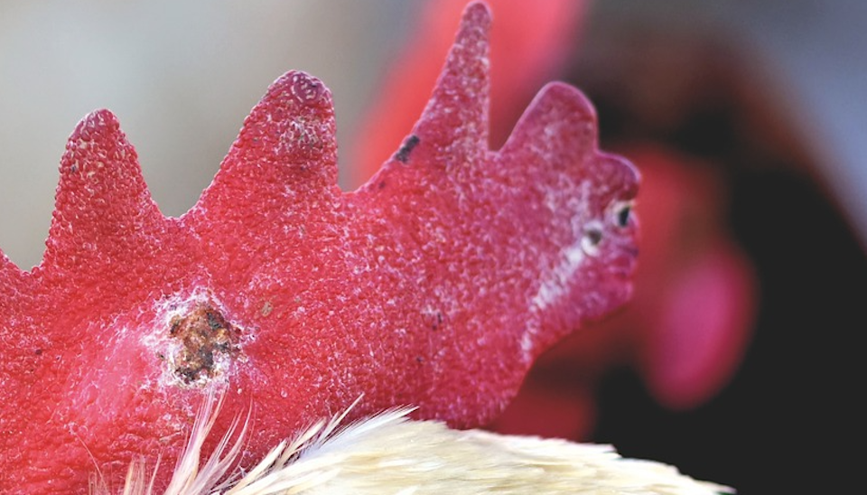 Recognise and Treat Fowl Pox in Chickens - Dine-A-Chook